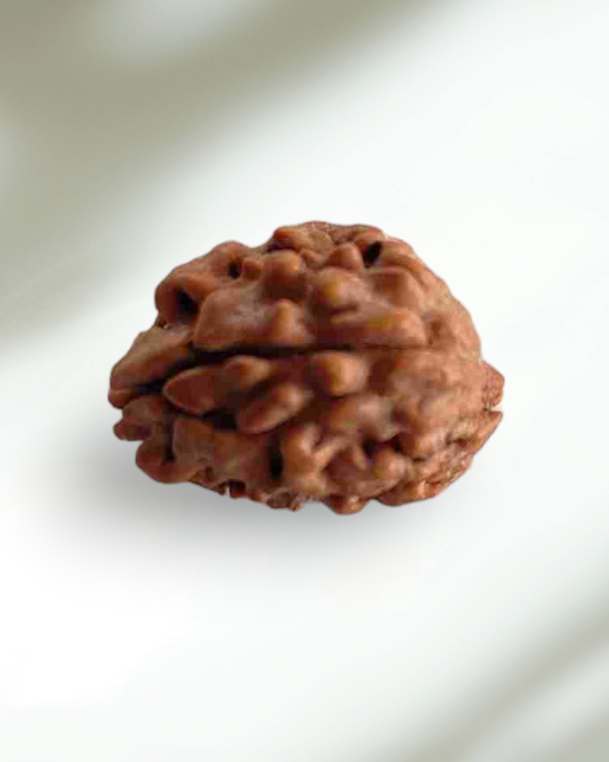 2 Mukhi Indian Rudraksha-Collector - Kheteshwar Rudraksh