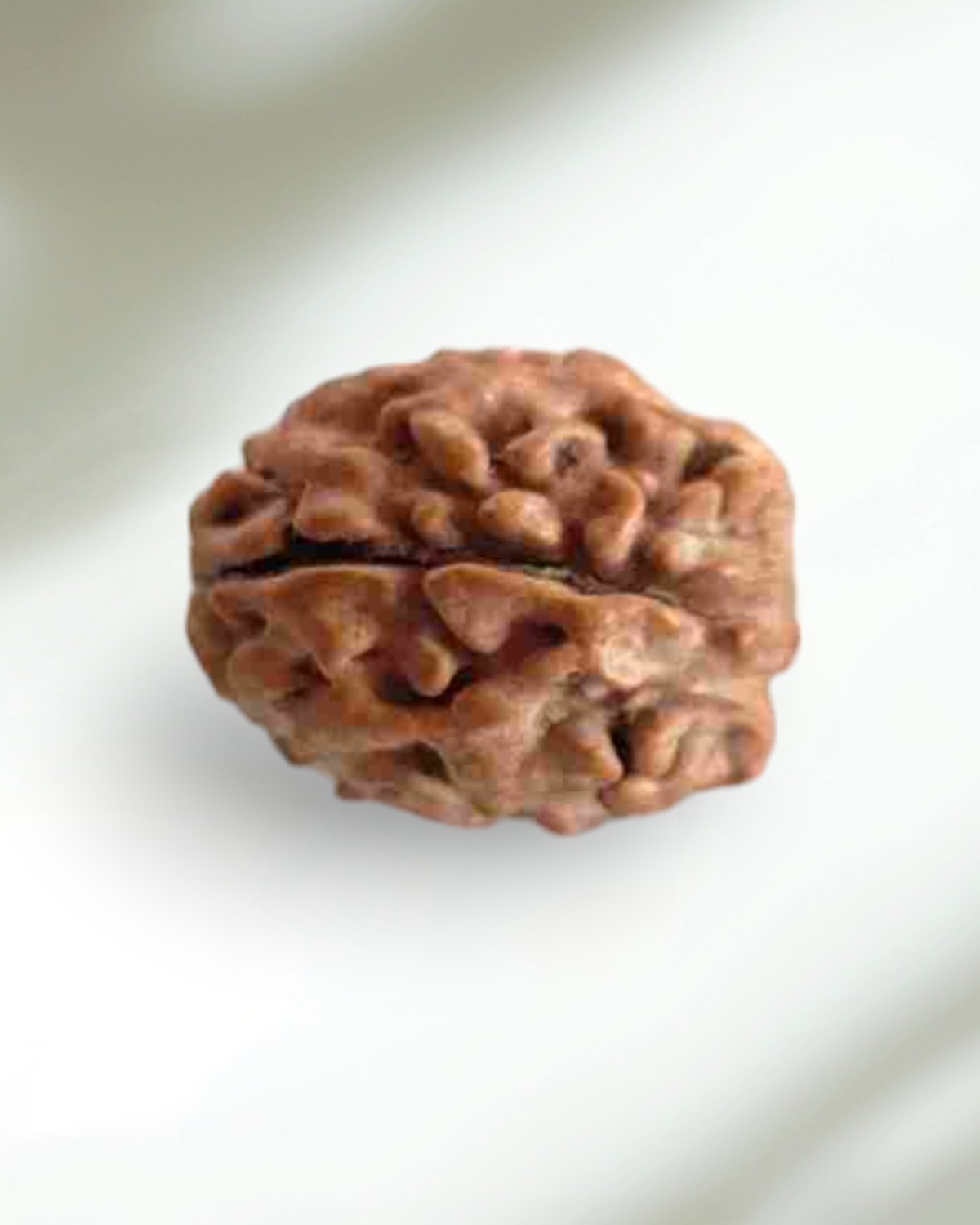 2 Mukhi Indian Rudraksha-Regular - Kheteshwar Rudraksh